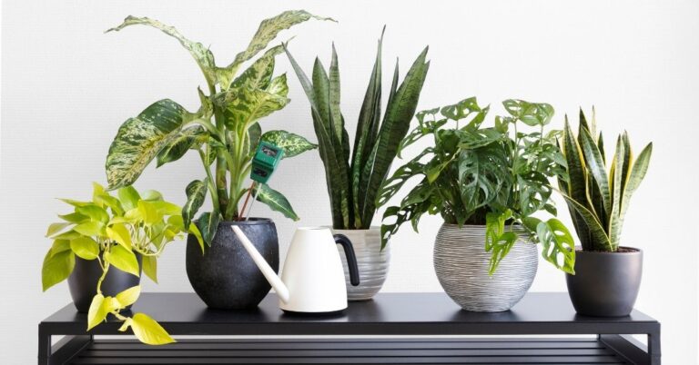 50 Plant Care - ESL Conversation Questions With Answer
